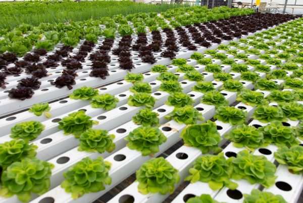 LivinGreen הידרופוניקה, אקוופוניקה וחקלאות מתקדמת | דף הבית